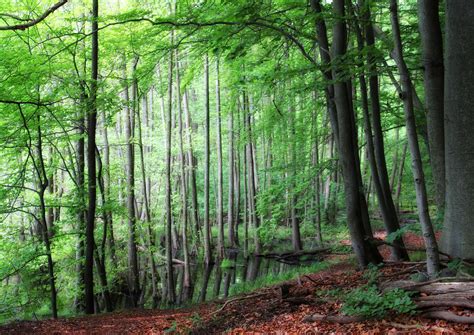 Wet Forest By Susannehs On Deviantart