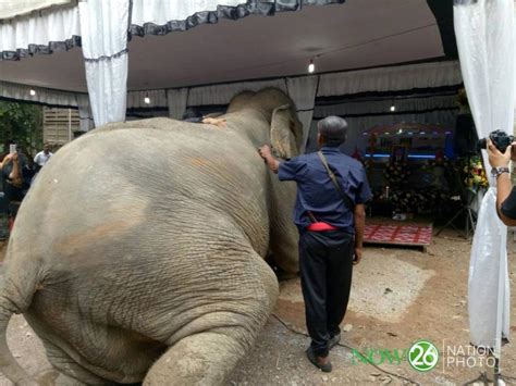 真的有靈性！飼主車禍離世 大象衝靈前屈膝膜拜 揪心一幕全網側目