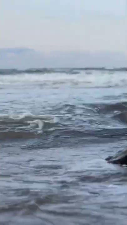 دختر دریا Youtube