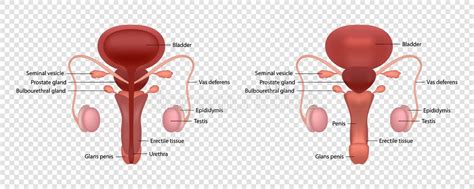 Sex Names Stock Illustrations 34 Sex Names Stock Illustrations Vectors And Clipart Dreamstime