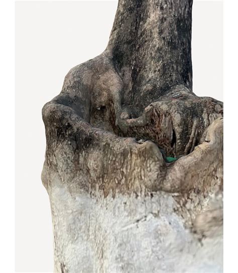 3d Tree Trunk Turbosquid 2084607