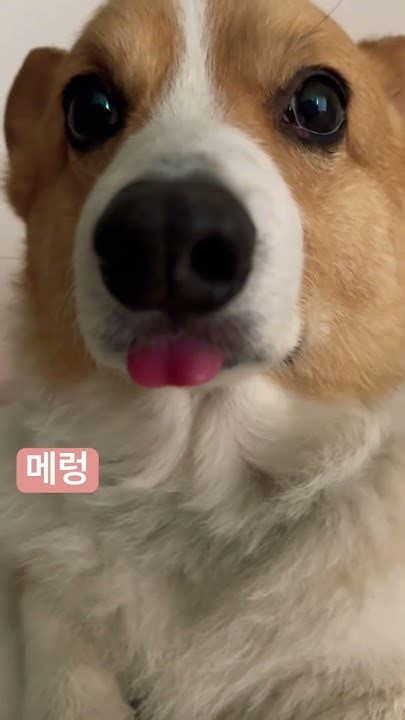 귀여운 메롱😛 Youtube