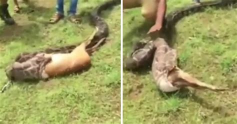 Python Swallows A Deer Whole Within Seconds