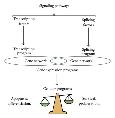 Cellular Programs Depend On Gene Expression Programs That Result From Download Scientific