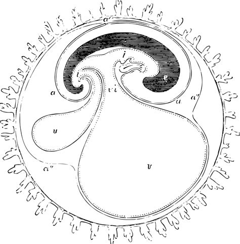Membranes Of The Ovum Vintage Illustration Canal Membranes Alimentary