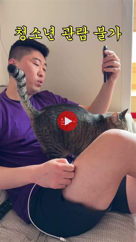 집념의 고양이 유머 움짤 이슈 에펨코리아