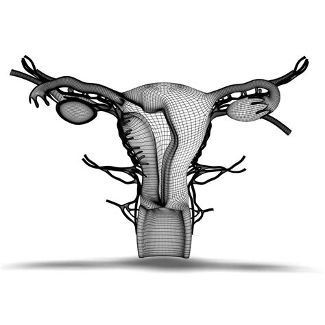 Female Organ Anatomy 3d Model 69 3ds C4d Fbx Lwo Lxo Max Ma
