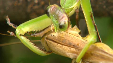 416 Praying Mantis Eating Stock Videos Footage And 4k Video Clips