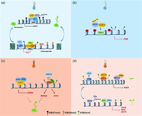 Transcriptional Memory And Response To Adverse Temperatures In Plants