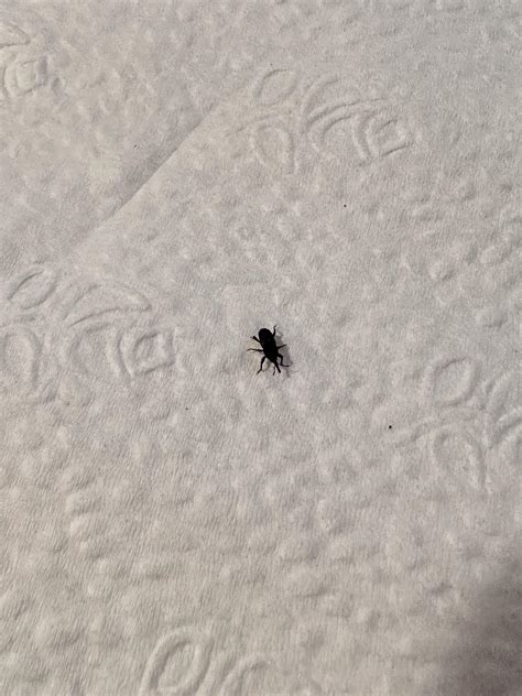 Help Identifying These Tiny Bugs In My House R Whatisthisbug