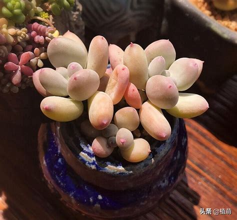 記錄新買的多肉上盆和服盆過程掌握了再也不擔心上盆服盆難 每日頭條
