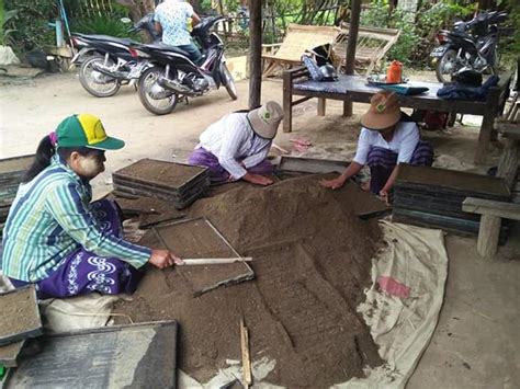 စလင်းမြို့နယ်တွင် Sri စိုက်ပျိုးနည်းဖြင့် မိုးစပါးစိုက်ပျိုးခြင်း လက်တွေ့ပြသစိုက်ပျိုး Myanmar