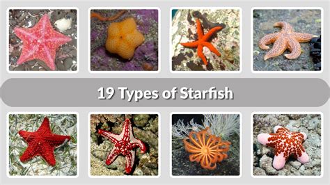 19 Types Of Starfish Identification With Name And Pictures