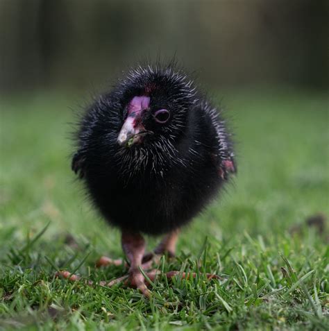 Pukeko Chick