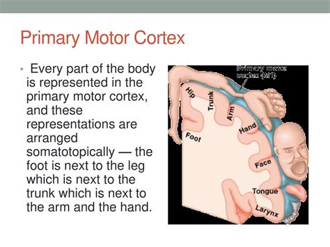 CNS HCT II Ppt Download
