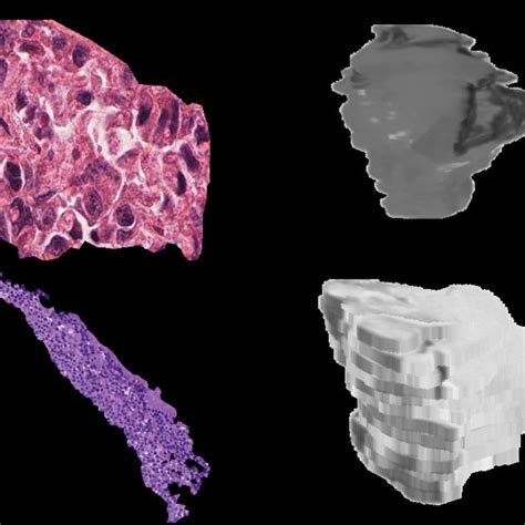 Model Architectures For Different Multimodal Learning Frameworks From Download Scientific