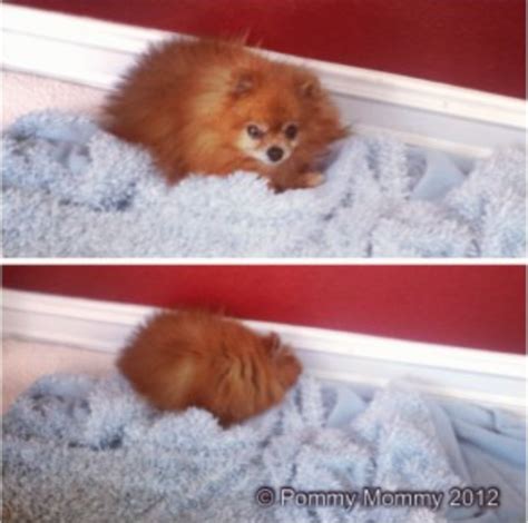 Playtime Rescue Pomeranian Style