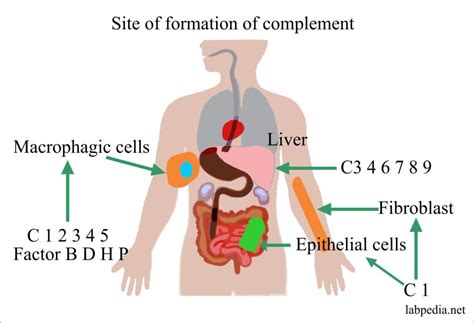 Chapter 9 Complement Complement System Labpedia Net
