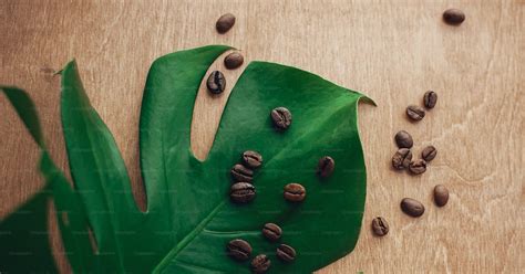 가볍고 평평한 누워 있는 소박한 나무에 녹색 몬스테라 잎에 볶은 커피 원두의 세련된 이미지 에코 커피 원두 개념 에너지와 아로마가 있는 아침 뜨거운 음료 공간을