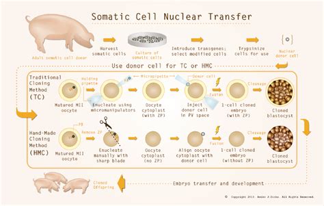 Somatic Cell Nuclear Transfer