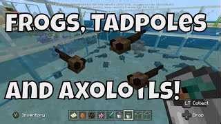 Do Axolotls Eat Frogs In Minecraft Vital Frog