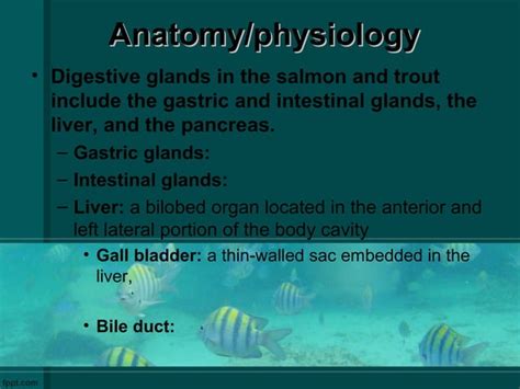 Fish Anatomy And Physilogy Ppt