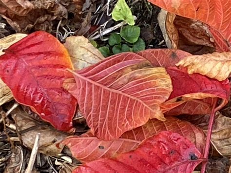 桟敷山・小桟敷山 プライマリーさんの湯ノ丸山・角間山・鍋蓋山の活動データ Yamap ヤマップ