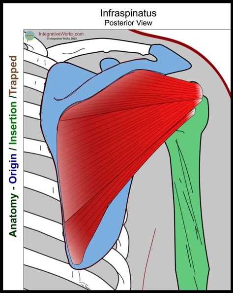 Infraspinatus Anatomy Perspective Anatomy Infraspinatus Muscle