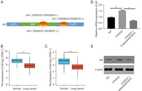 There Is A Positive Correlation Between Ythdc2 And Id3 Expression In