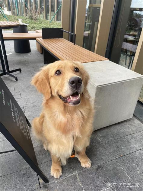 狗狗的狗粮是换着吃还是长期吃一种 知乎