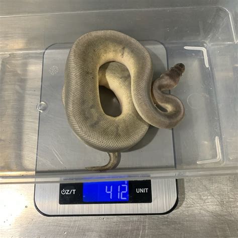 Pewter Ghi Lesser Yellowbelly Bling Hgwg Ball Python By Freedom Breeder Morphmarket