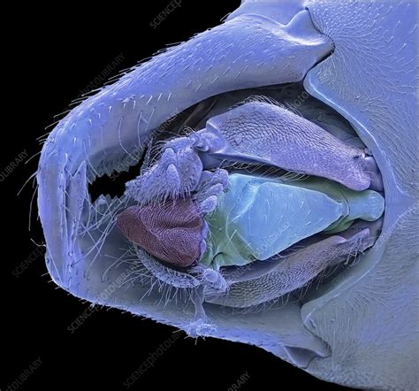 Ant Mouth Parts Sem Stock Image F0438691 Science Photo Library