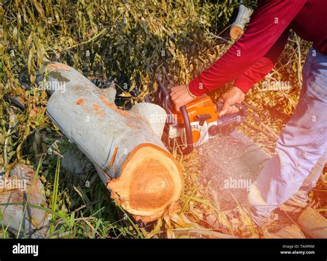 Man Hands Cutting Trunk Saws Tree With Chainsaw Woodcutter For Sawmill Stock Photo Alamy