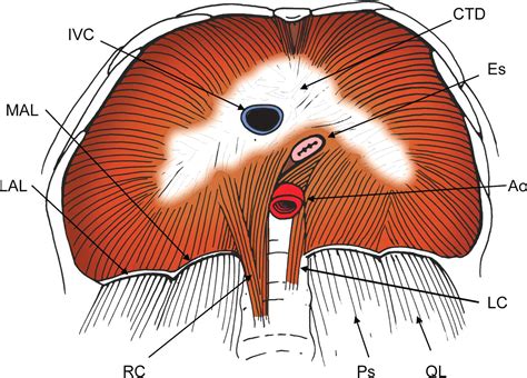 The Diaphragmatic Crura And Retrocrural Space Normal Imaging