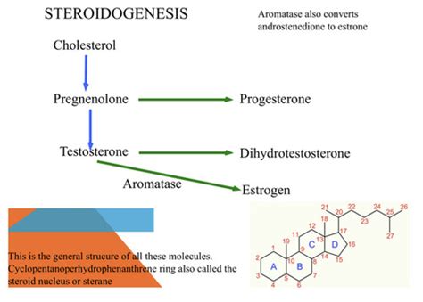 Sex Steroids And The Menstrual Cycle Flashcards Quizlet