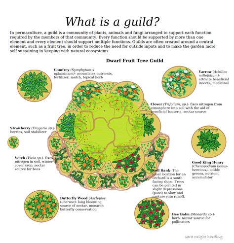 Fruit Tree Garden Permaculture Permaculture Gardening