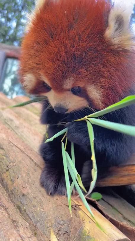 Hungry Red Panda Tumbex