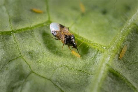 Trichoderma Spp T Harzianum T Asperellum T Gamsii Agraria Mentana