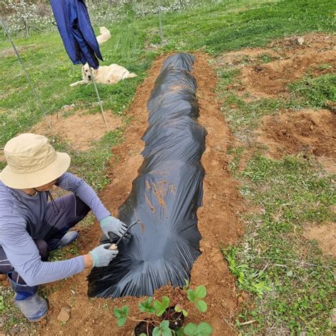 딸기 키우기 텃밭에 딸기모종 설향 심는 시기와 재배법 네이버 블로그