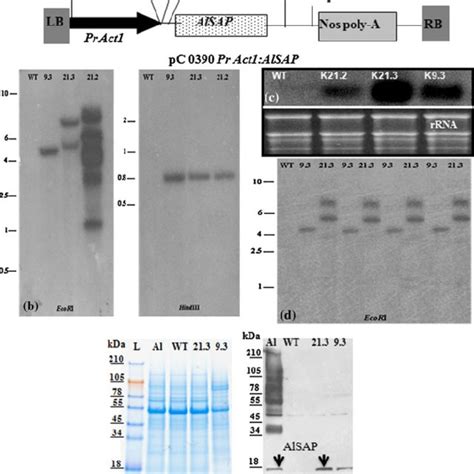 Schematic Representation Of Used Binary Vectors And Analysis Of