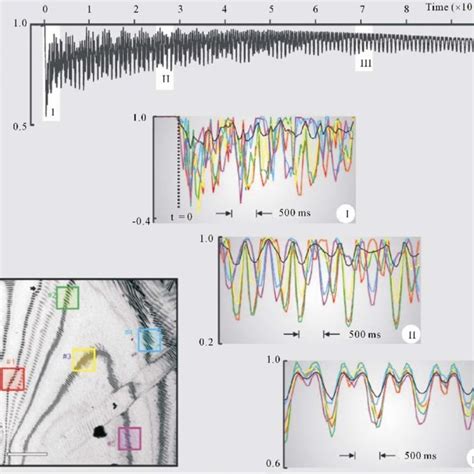 Time Dependence Of The Cross Correlation Function The Scale In The