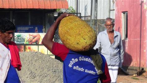 දඹුල්ලේ එළවළු මිට ඕසෙට නගියි වෙළඳුන්ගේ සියයට 75ක අඩුවක් Ada Online