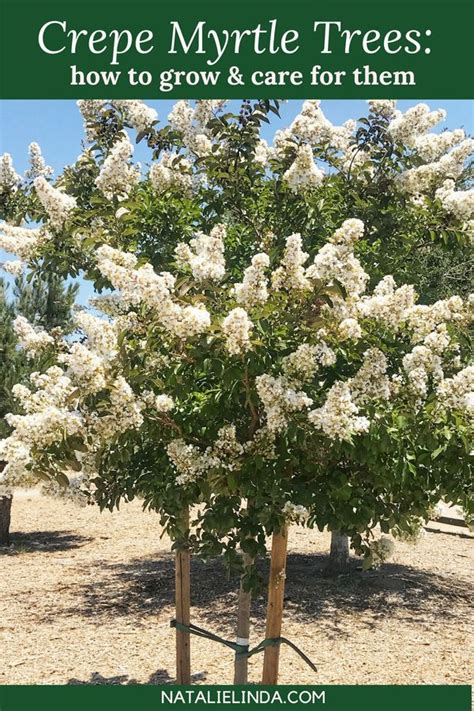 How To Grow Crepe Myrtle Trees Artofit