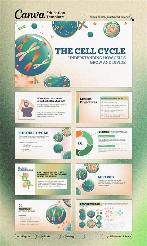 Engaging Cell Cycle Presentation Template For Effective Learning And