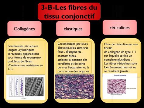 Organigramme Du Tissu Conjonctif