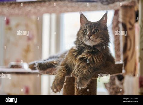 Maine Coon Tortoiseshell Cat Sitting On Cat House Adult Female Maine