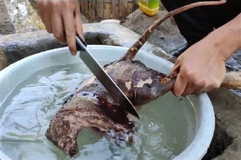 کباب سگ؛ سگ نازنازی پاکوتاه رو آتیش کز میده پوستشو با چاقو میکنه درسته