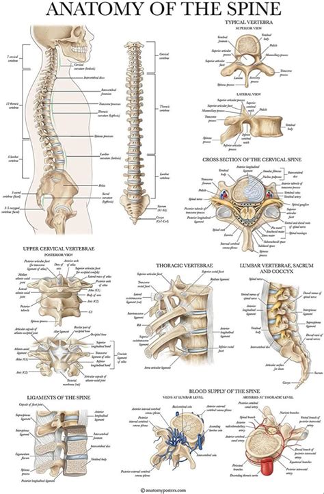 Anatomy Of The Spine In 2023 Skeletal System Anatomy Skeletal System
