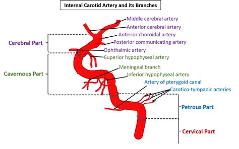 Internal Carotid Artery Anatomy Qa