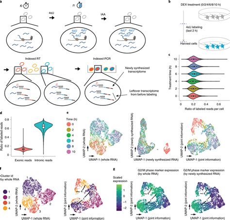 Sci Fate Enables Joint Profiling Of Whole And Newly Synthesized Download Scientific Diagram